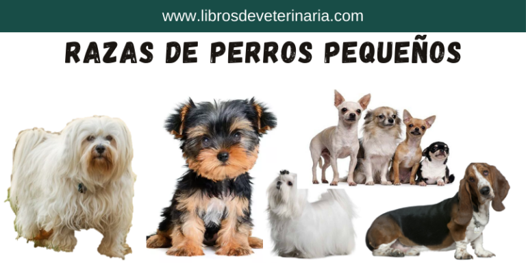 Razas de Perros 【Información Actualizada】