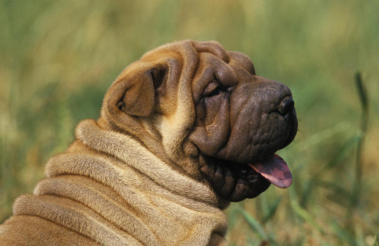 Raza de perro shar Pei