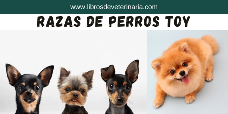 Razas de Perros 【Información Actualizada】